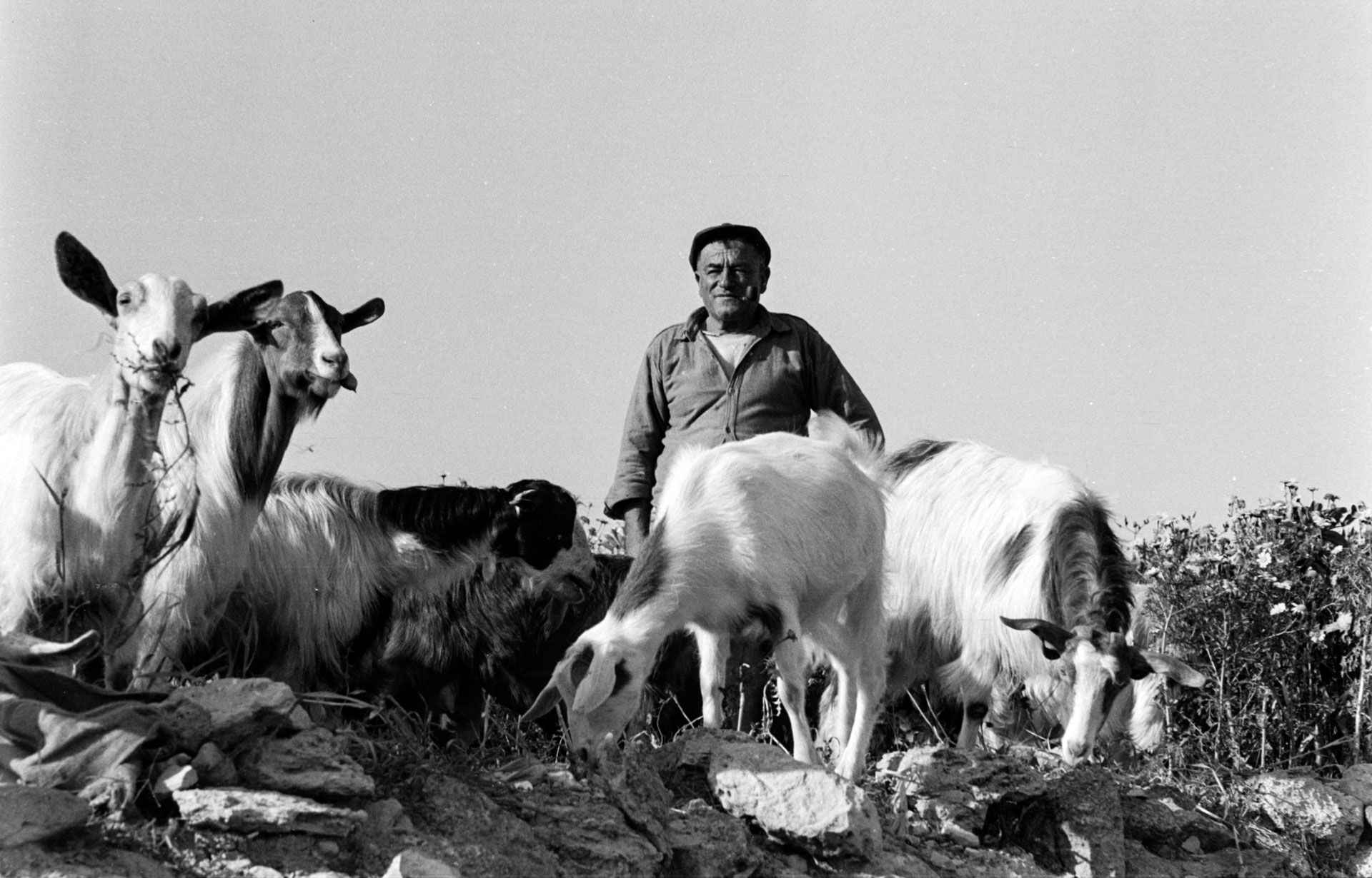 An unidentified Gozitan goat herder, as captured by Guido Stilon in the ...